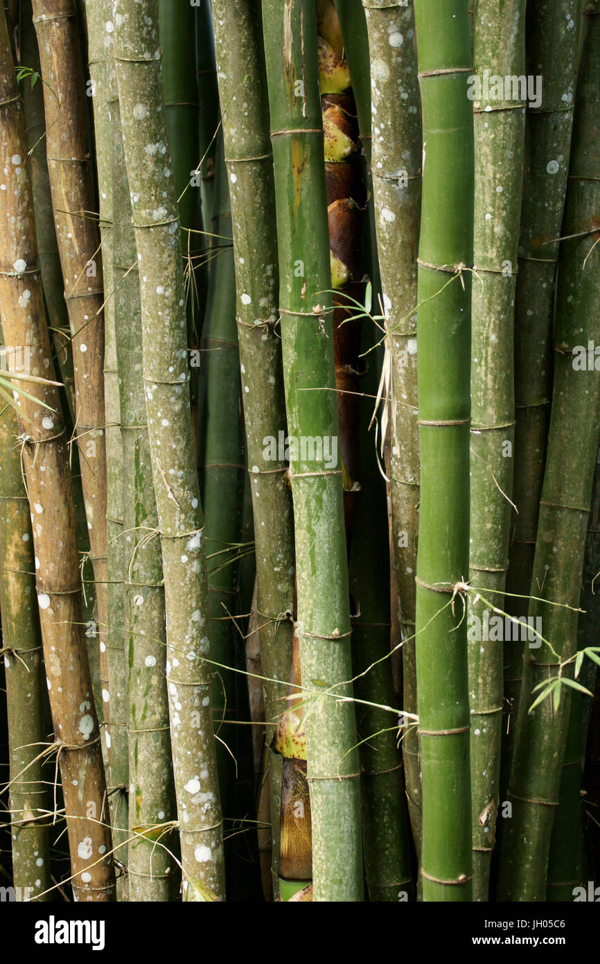 Bamboo, Nature, Ilha Grande, Rio de Janeiro, Brazil Stock Photo - Alamy