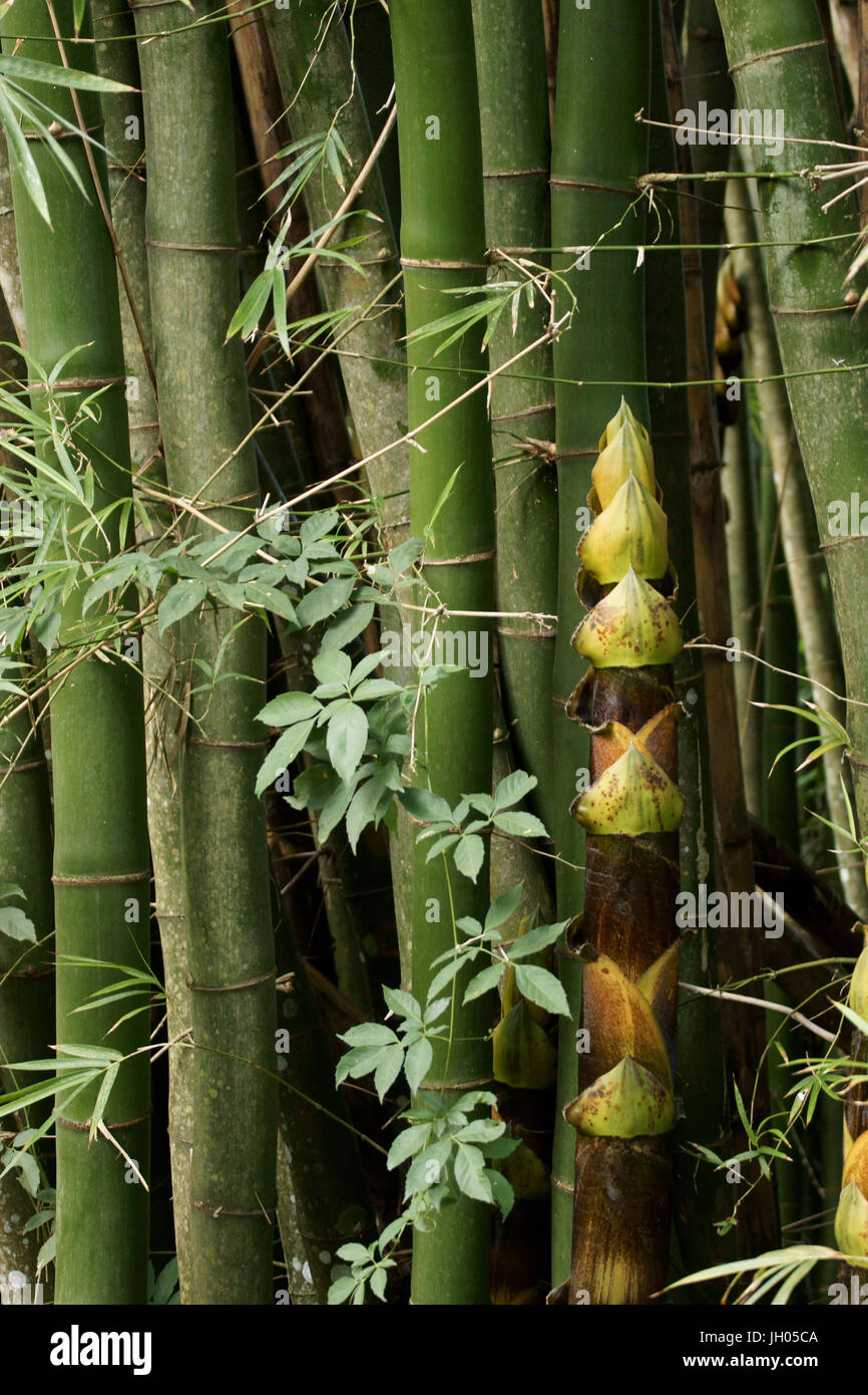 Bamboo, Nature, Ilha Grande, Rio de Janeiro, Brazil Stock Photo - Alamy
