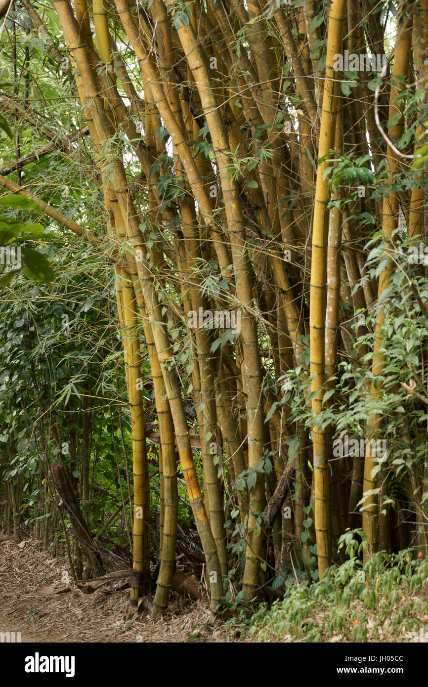 Bamboo trees and its trunk textures hi-res stock photography and images ...