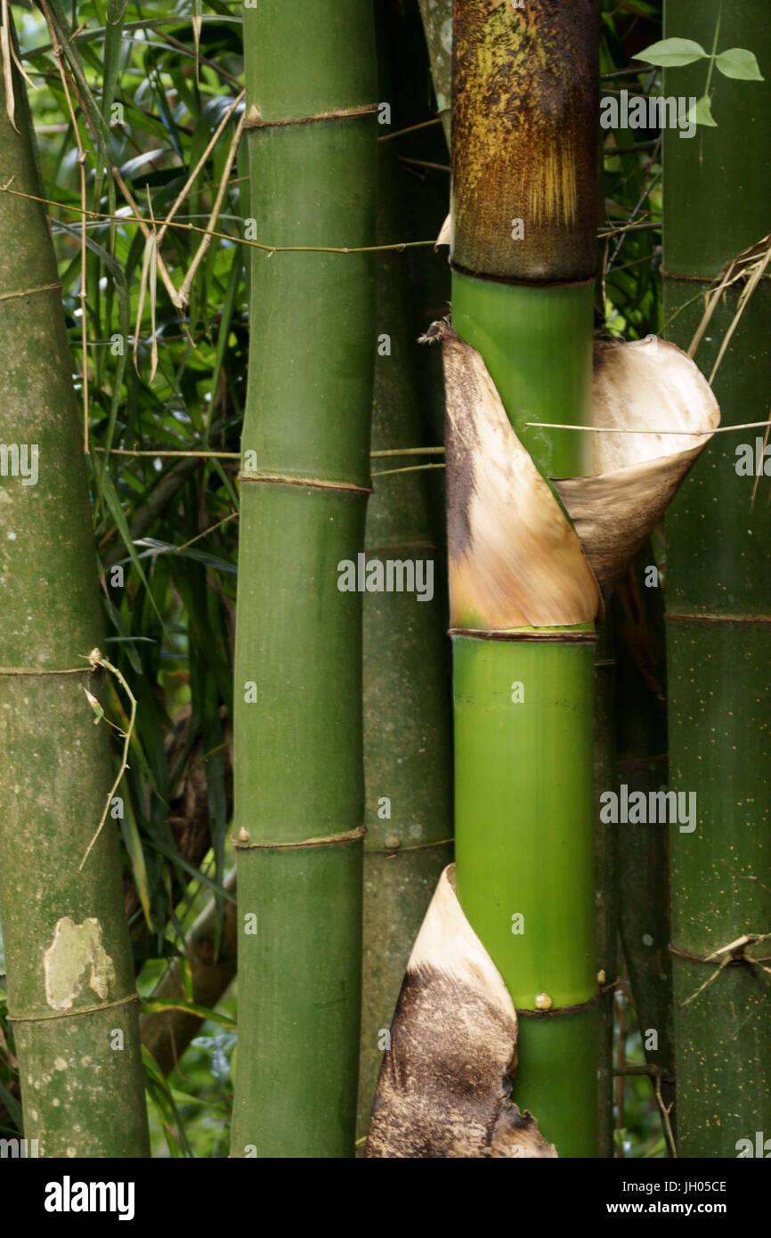 Bamboo, Nature, Ilha Grande, Rio de Janeiro, Brazil Stock Photo - Alamy