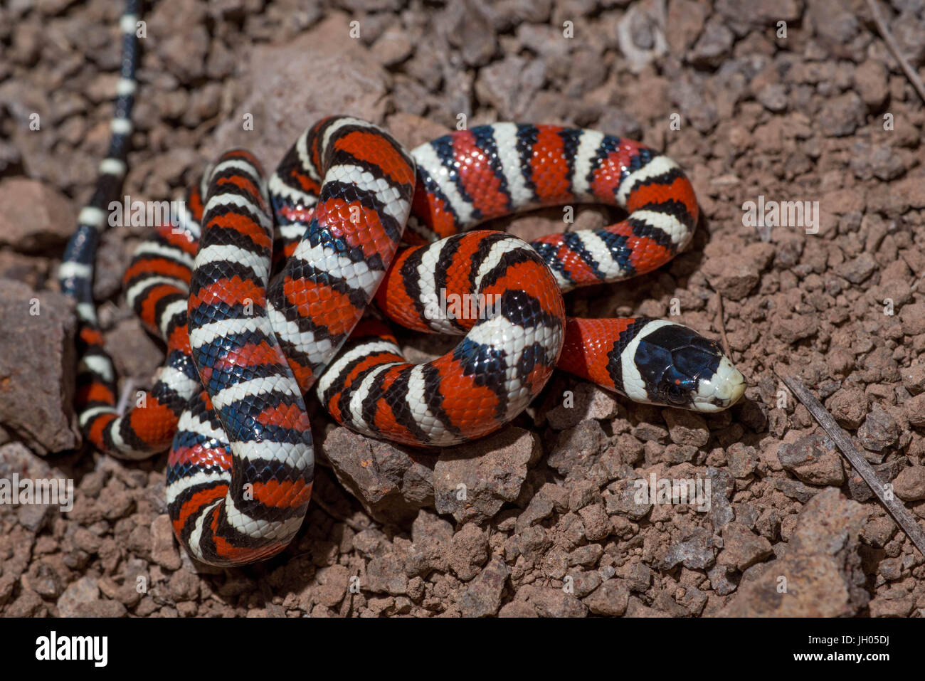 Arizona mountain kingsnake lampropeltis pyromelana hi-res stock ...