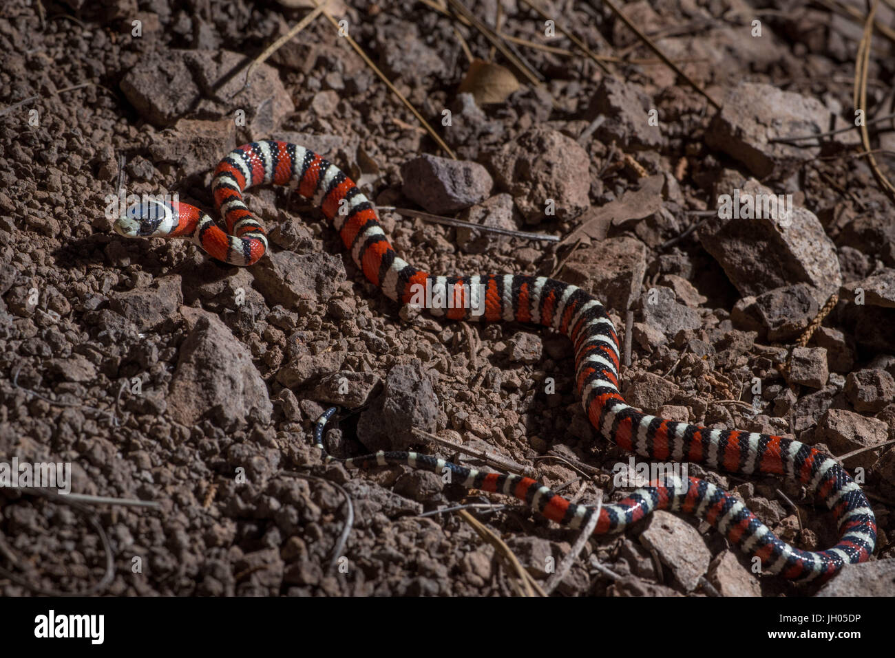 Arizona Mountain Kingsnake, (Lampropeltis pyromelana), near Blue ...