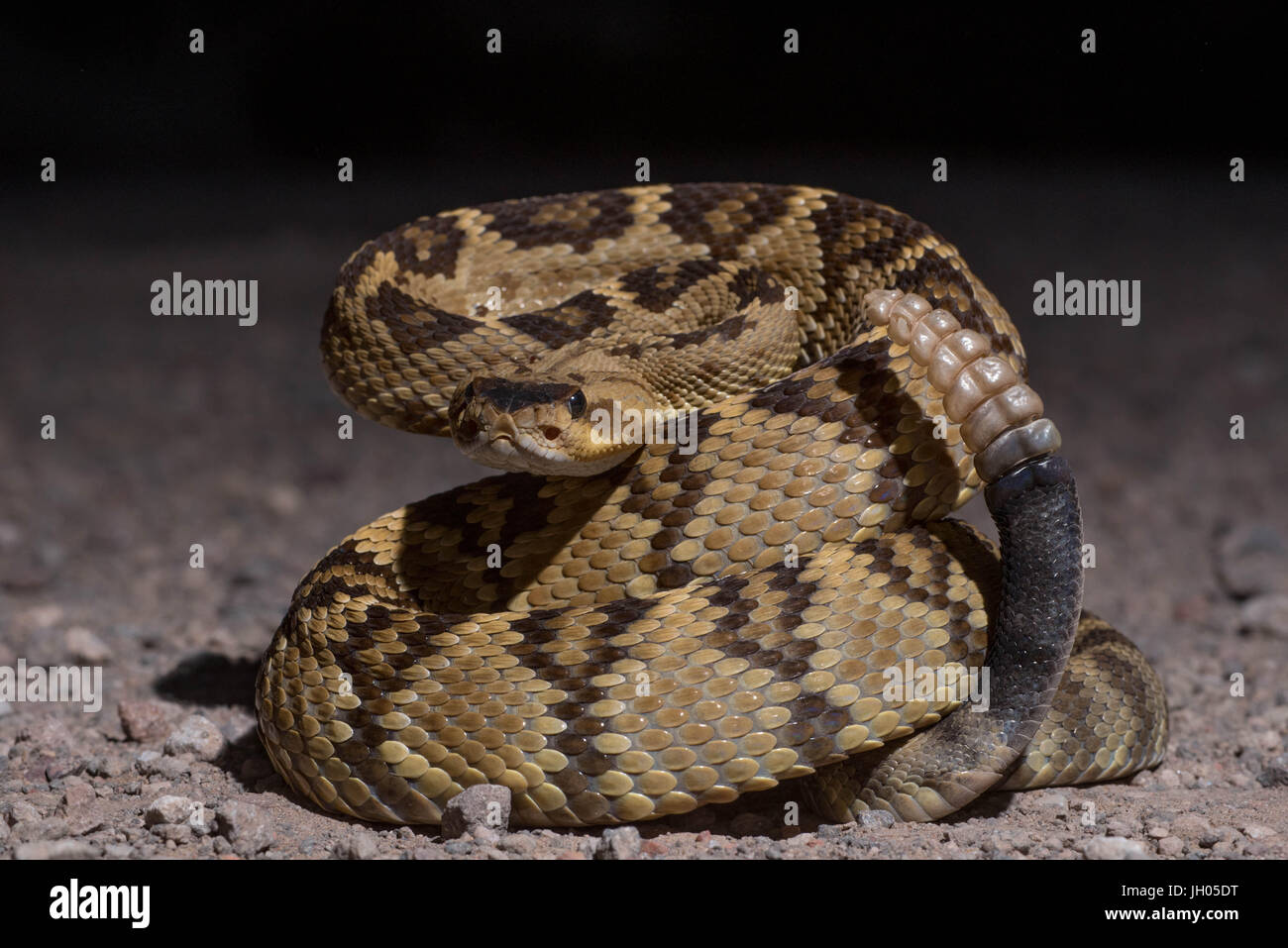 Western Black-tailed rattlesnake, (Crotalus molasses), near Bleu ...