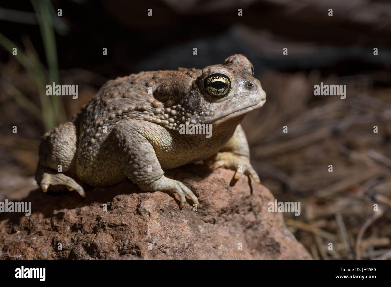 Greenlee hi-res stock photography and images - Alamy