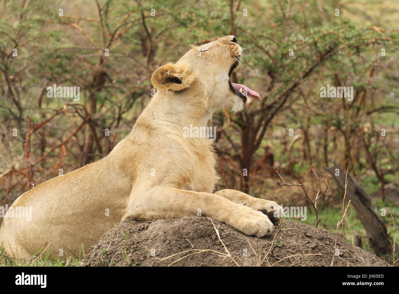 Lion Tongue High Resolution Stock Photography and Images - Alamy
