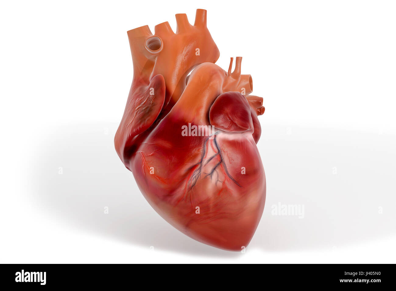 Coronary Arteries High Resolution Stock Photography and Images - Alamy