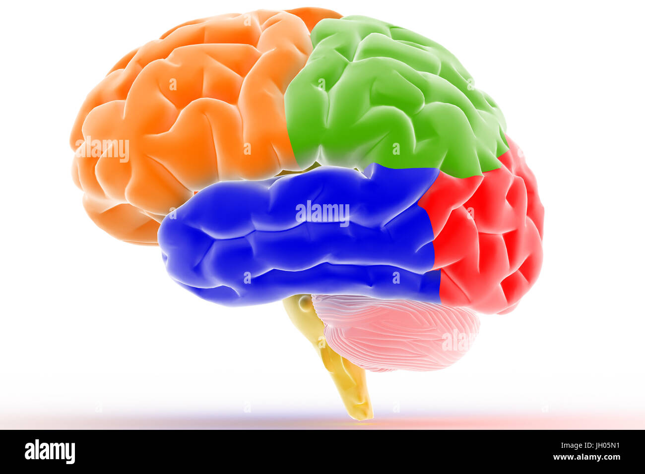 3D brain showing its different lobes Stock Photo - Alamy