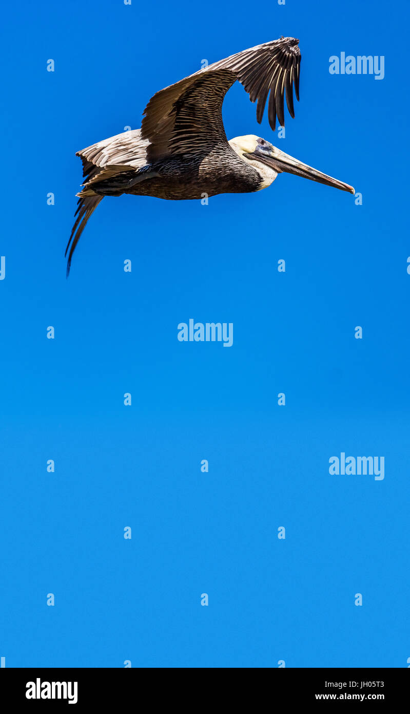 A pelican enjoying a fly with blue sky background Stock Photo - Alamy