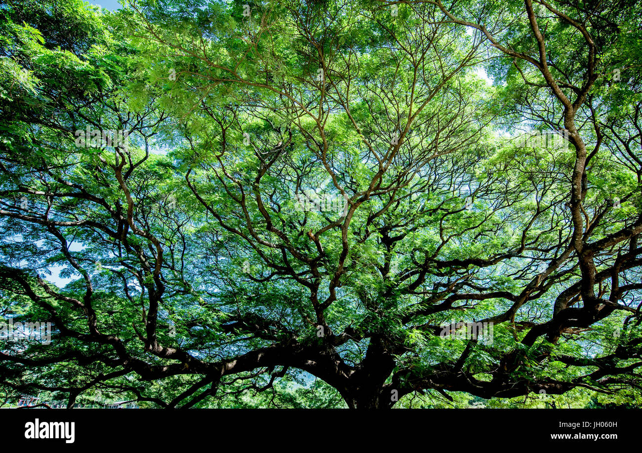 Samanea Saman High Resolution Stock Photography and Images - Alamy