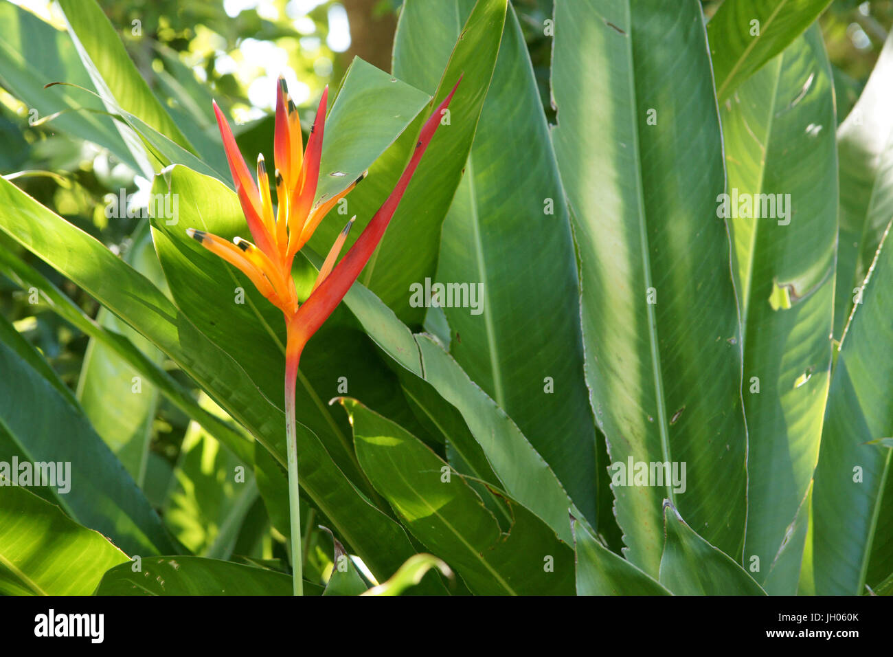 Plant, Flower, Ilha Grande, Rio de Janeiro, Brazil Stock Photo - Alamy
