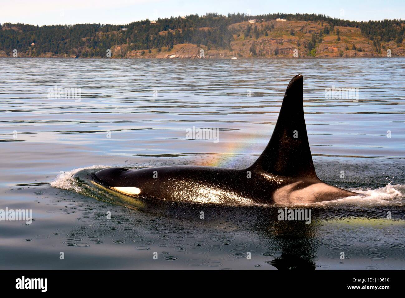Resident orca whale with rainbow hi-res stock photography and images ...