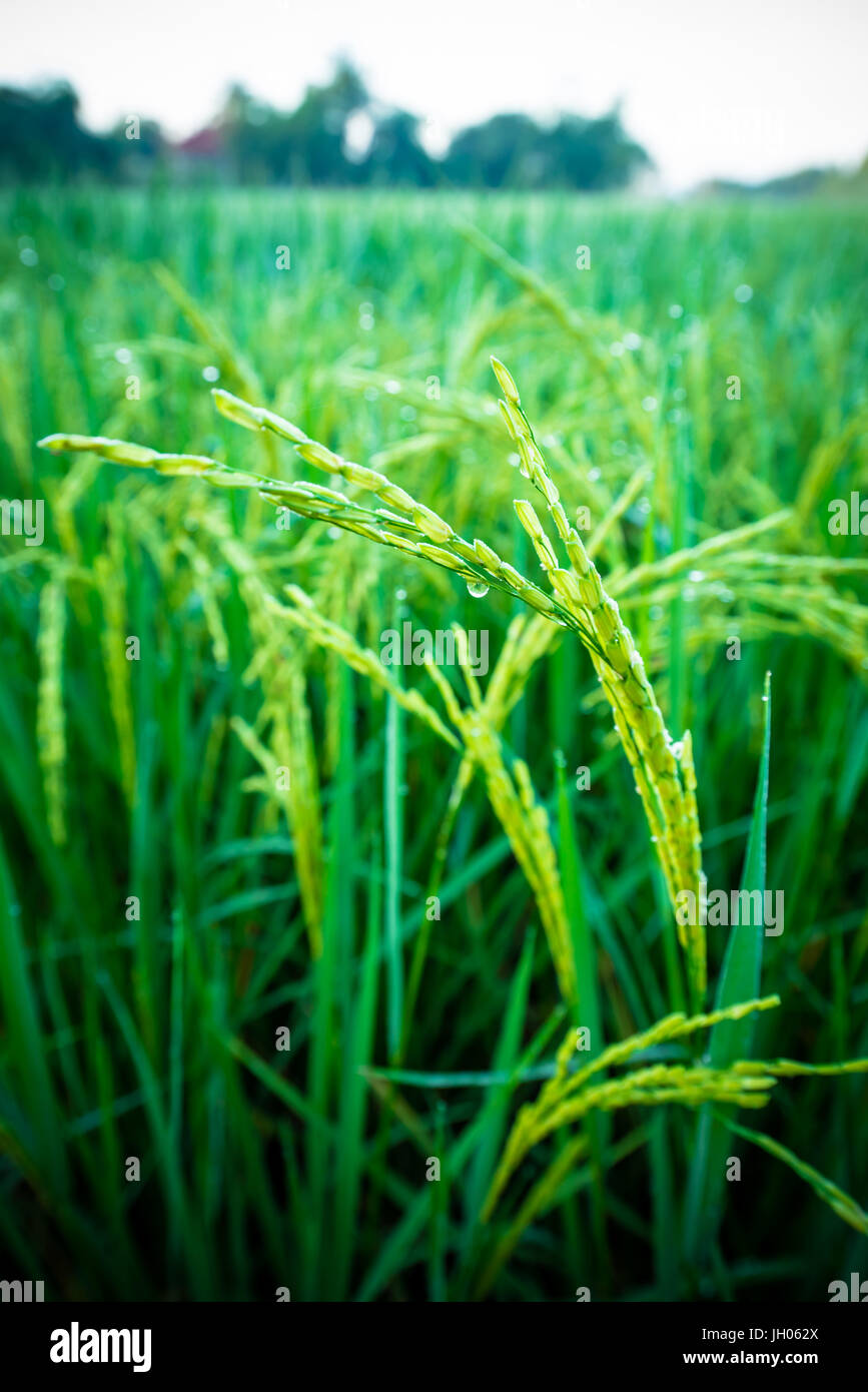 Paddy field, rice farm in Thailand Stock Photo - Alamy