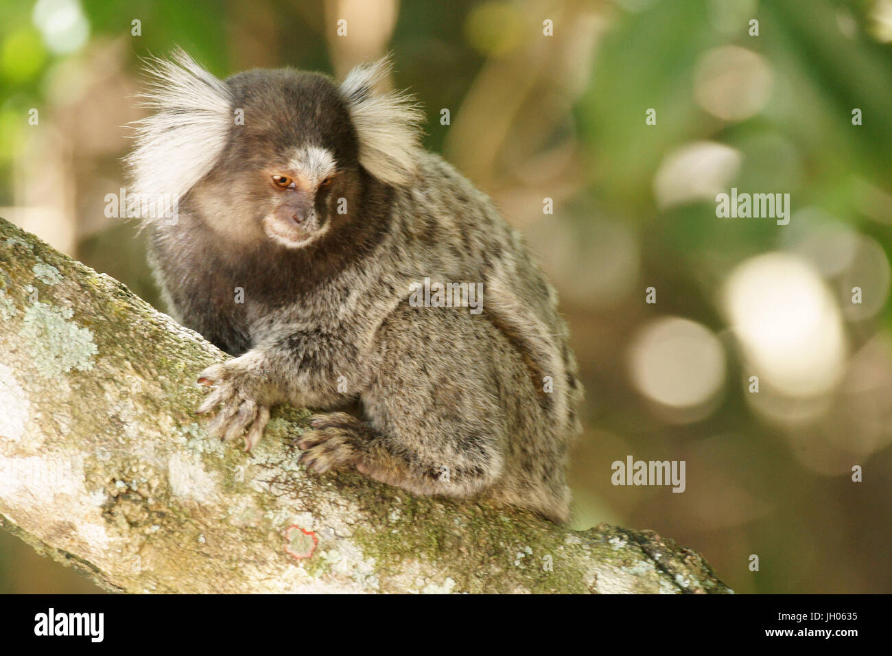 Monkey, Ilha Grande, Rio de Janeiro, Brazil Stock Photo - Alamy
