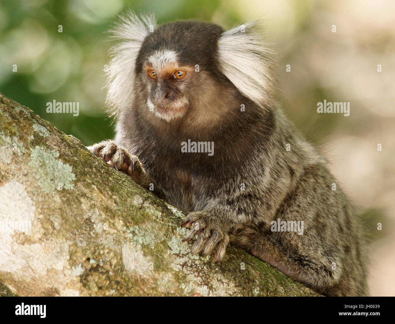 Monkey, Ilha Grande, Rio de Janeiro, Brazil Stock Photo - Alamy