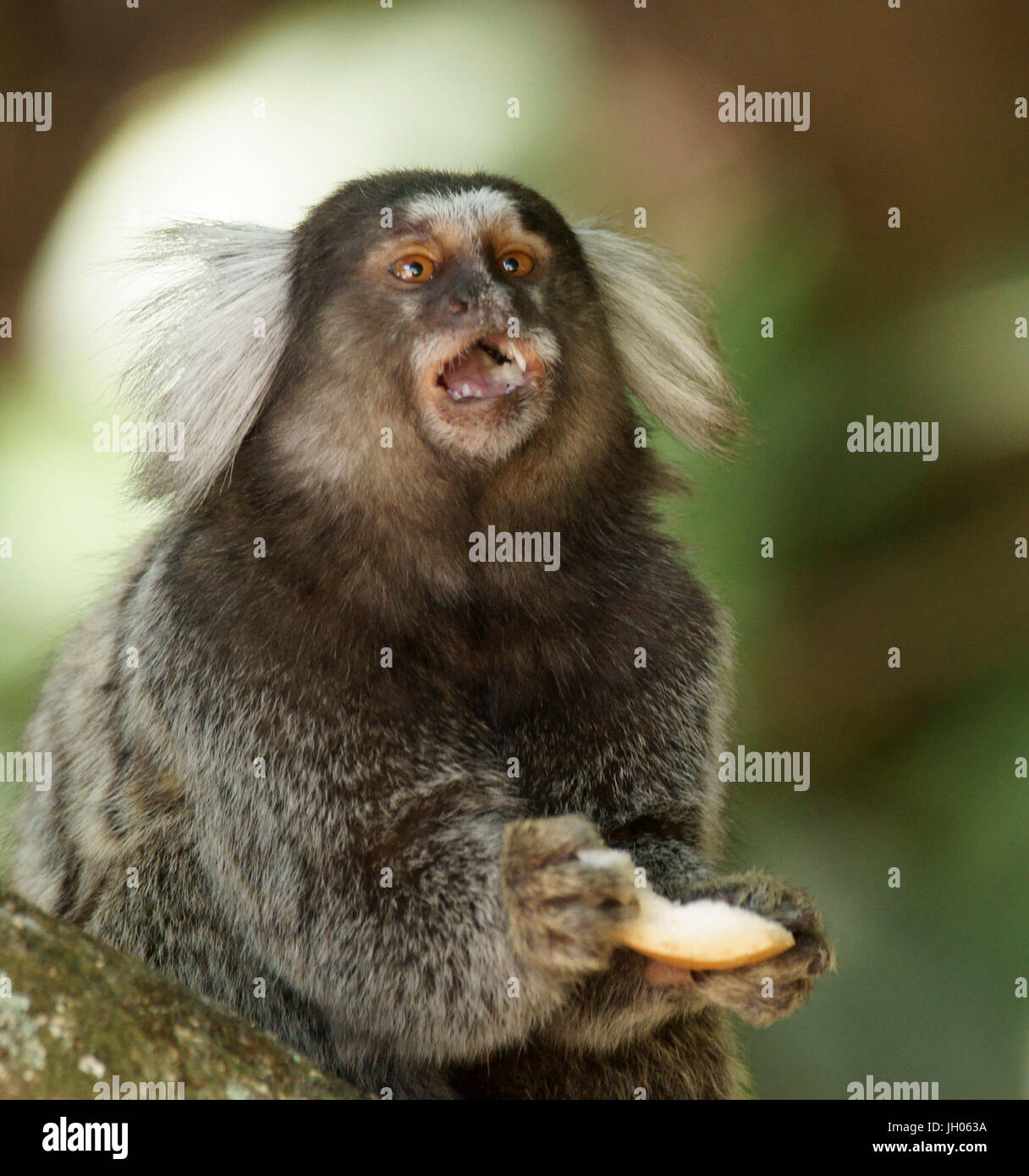Monkey, Ilha Grande, Rio de Janeiro, Brazil Stock Photo - Alamy