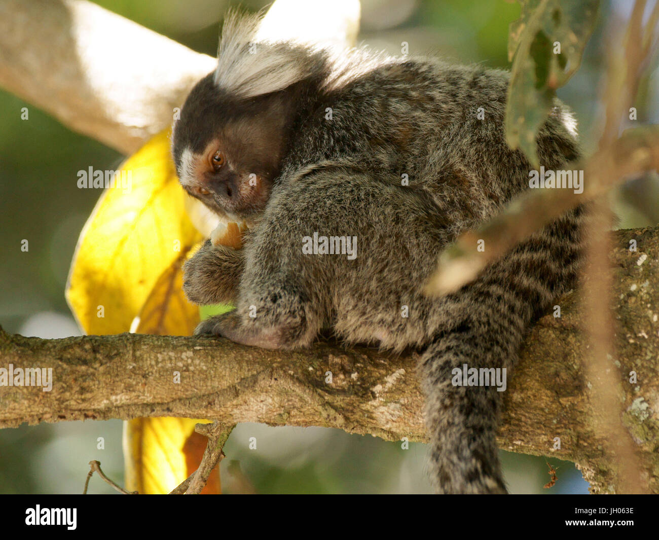 Monkey, Ilha Grande, Rio de Janeiro, Brazil Stock Photo - Alamy