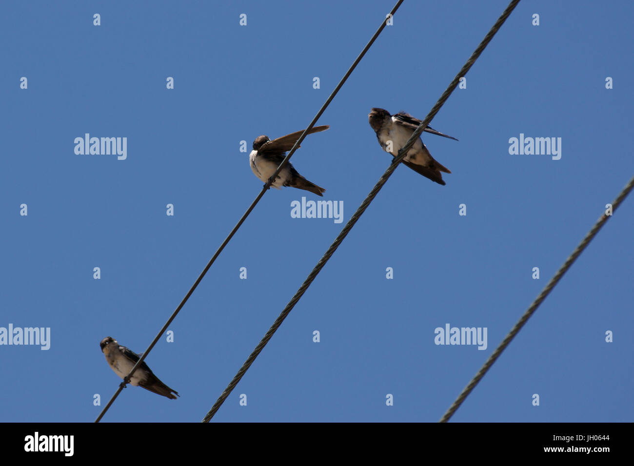 Electric blue wing feathers hi-res stock photography and images - Alamy