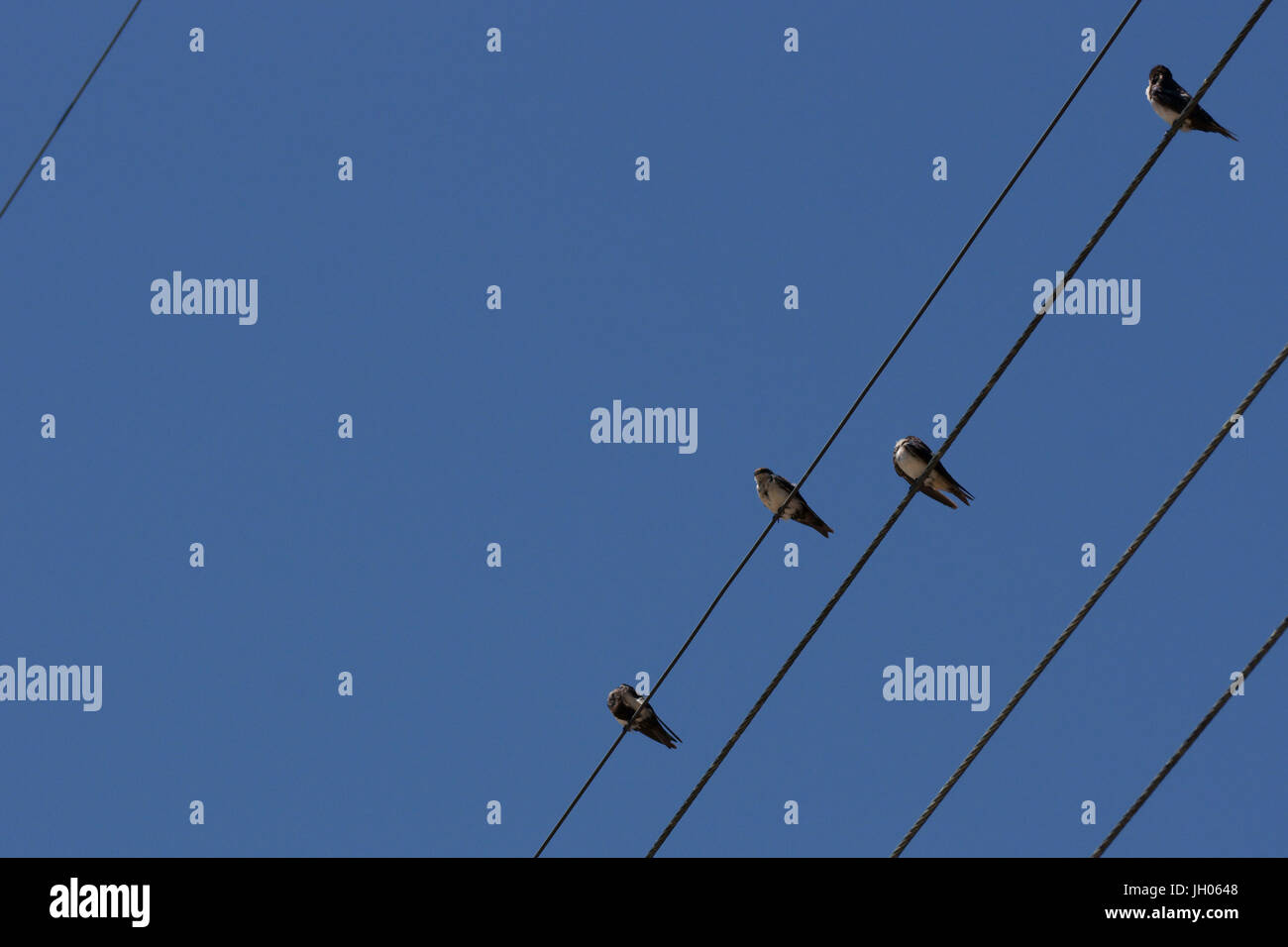 Bird, Electric Thread, Ilha Grande, Rio de Janeiro, Brazil Stock Photo ...