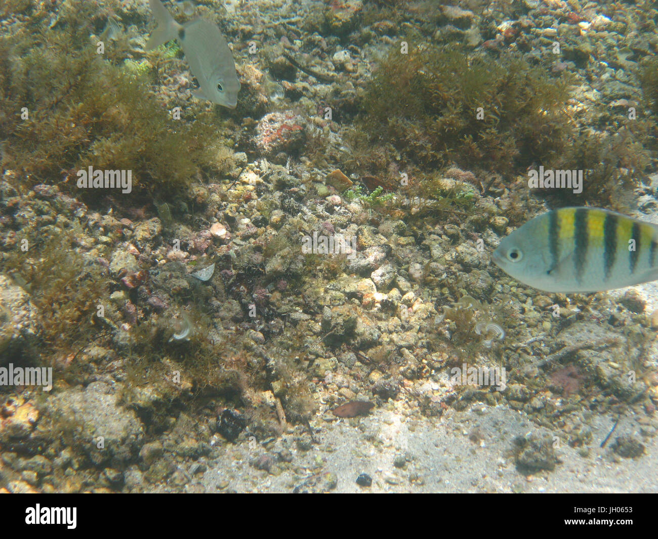 Underwater pictures, Pisces, Ilha Grande, Rio de Janeiro, Brazil Stock ...