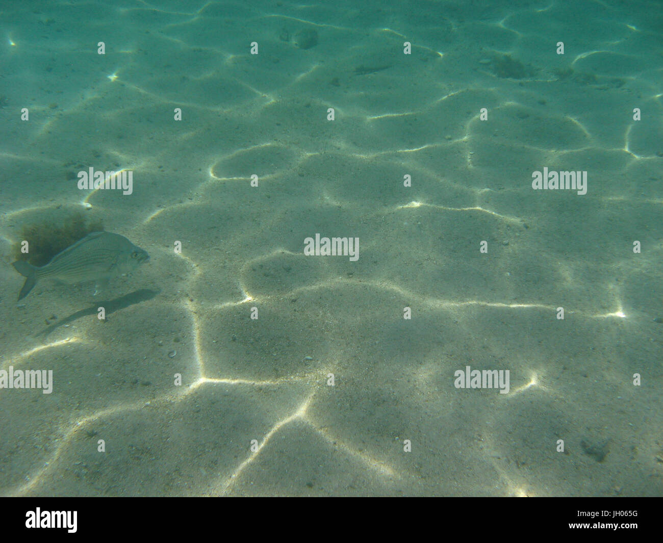 Underwater pictures, Pisces, Ilha Grande, Rio de Janeiro, Brazil Stock ...