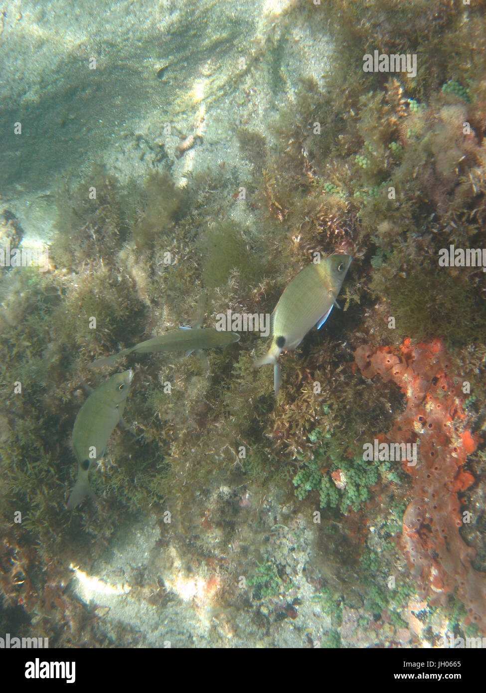 Underwater pictures, Pisces, Ilha Grande, Rio de Janeiro, Brazil Stock ...