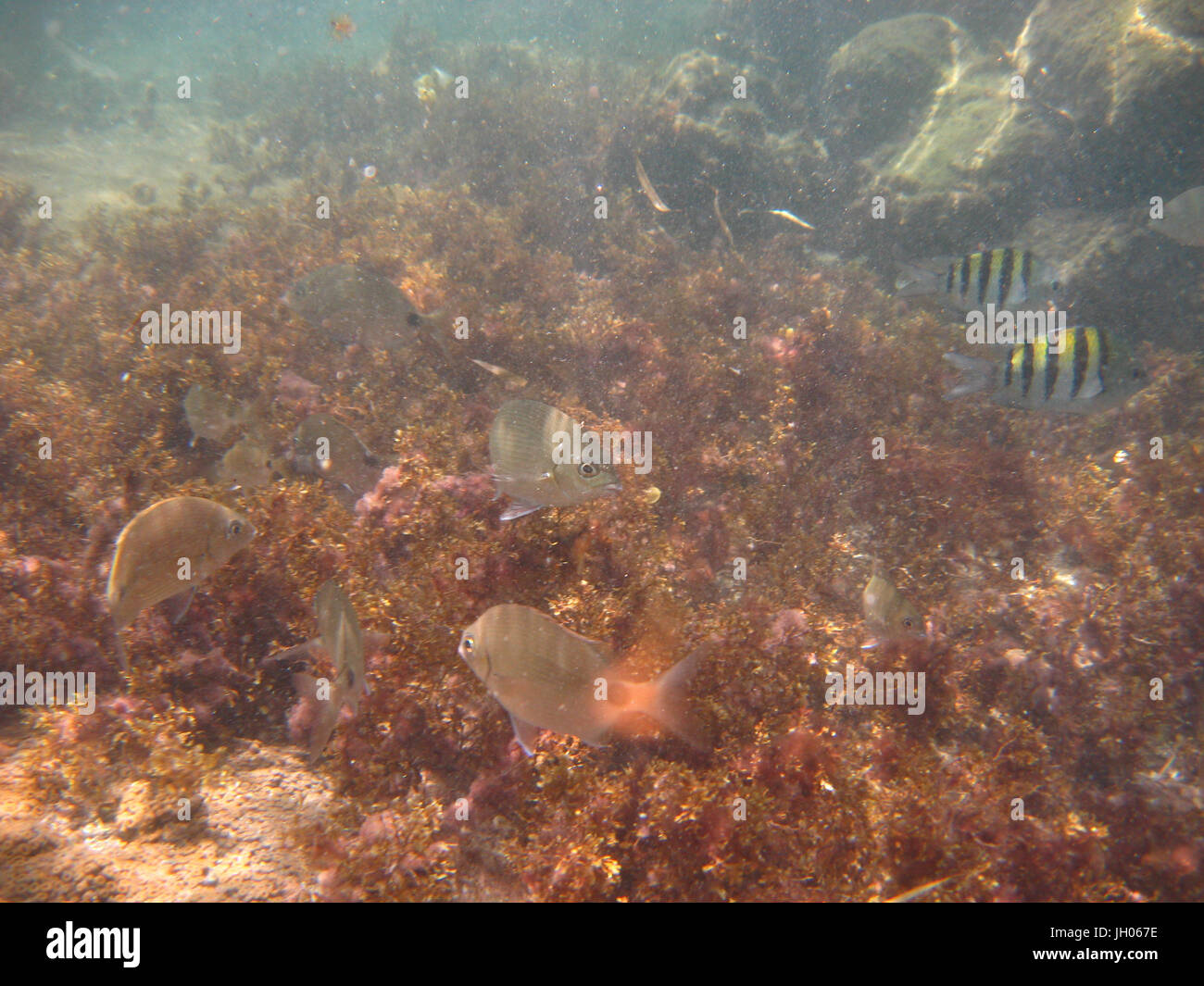 Underwater pictures, Pisces, Ilha Grande, Rio de Janeiro, Brazil Stock ...