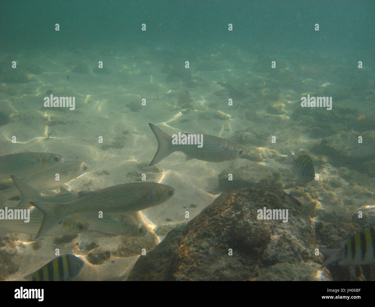 Underwater pictures, Pisces, Ilha Grande, Rio de Janeiro, Brazil Stock ...