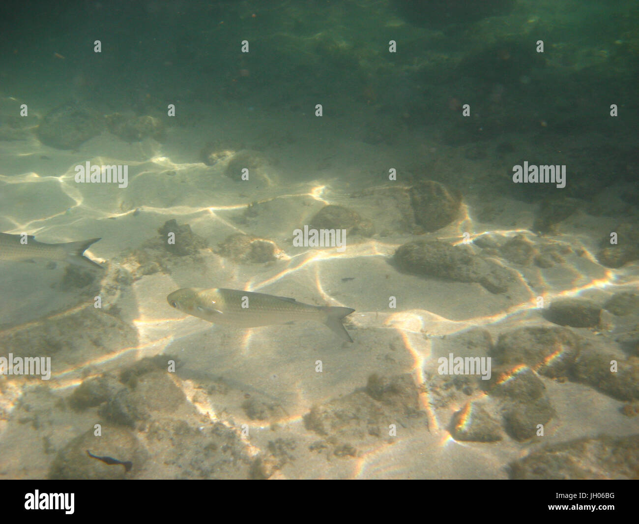Underwater pictures, Pisces, Ilha Grande, Rio de Janeiro, Brazil Stock ...