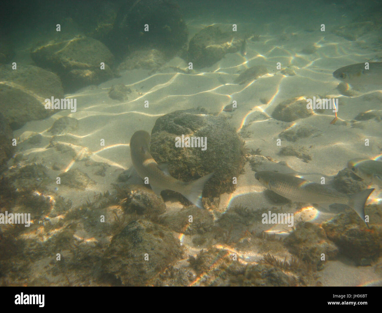 Underwater pictures, Pisces, Ilha Grande, Rio de Janeiro, Brazil Stock ...