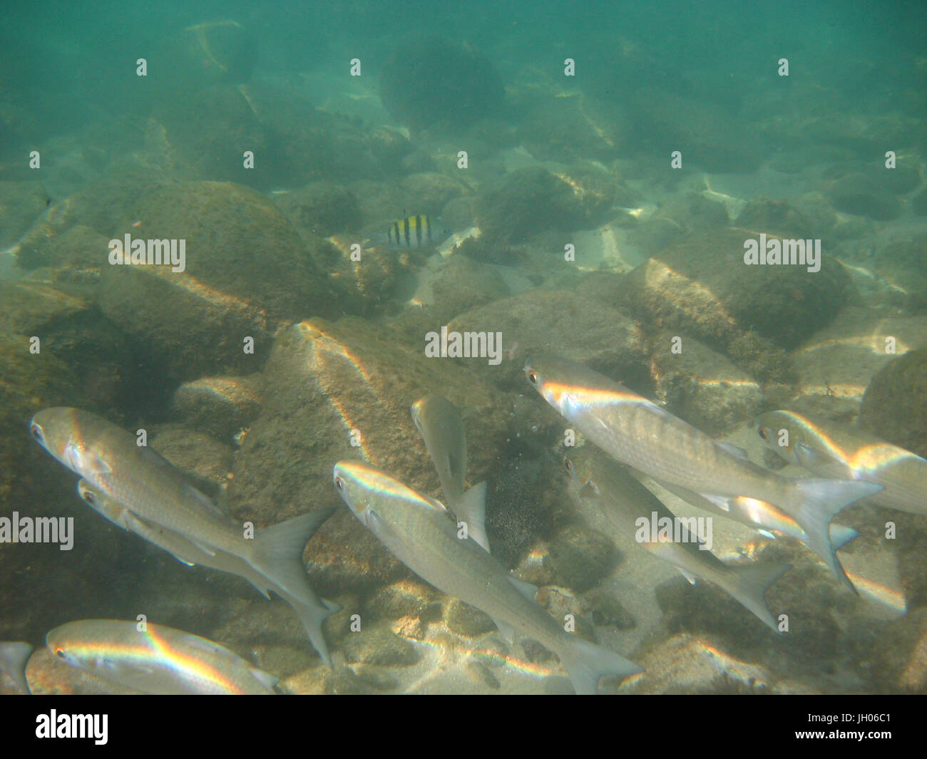 Underwater pictures, Pisces, Ilha Grande, Rio de Janeiro, Brazil Stock ...