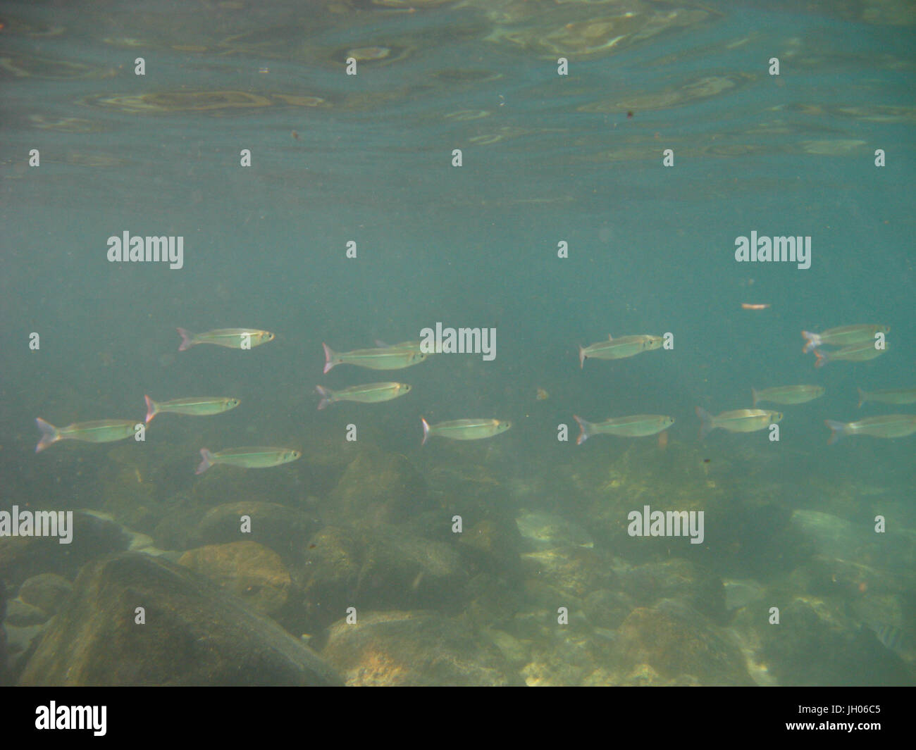 Underwater pictures, Pisces, Ilha Grande, Rio de Janeiro, Brazil Stock ...