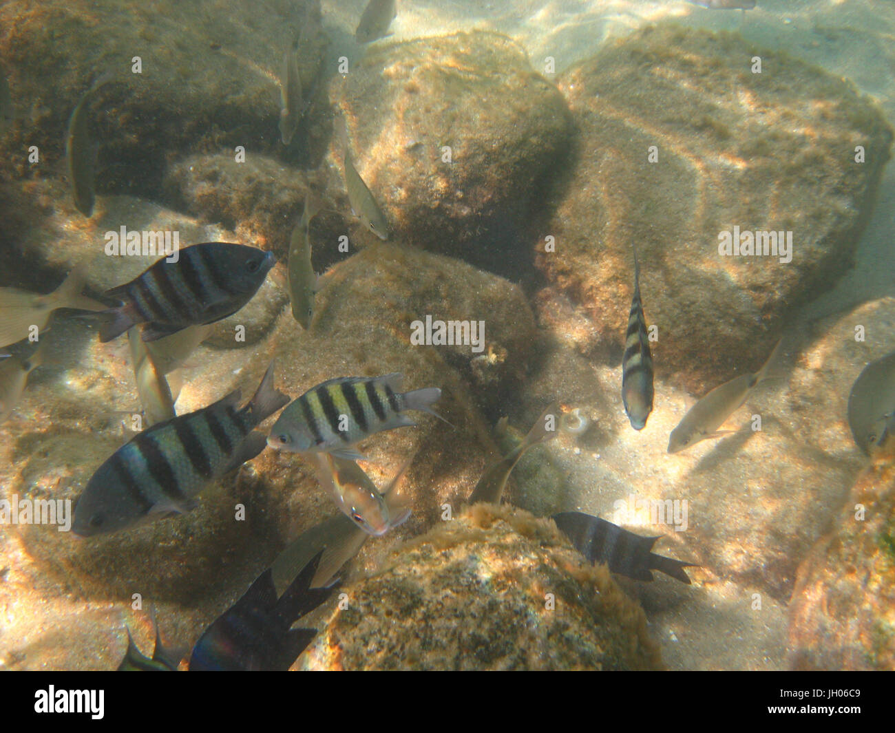 Underwater pictures, Pisces, Ilha Grande, Rio de Janeiro, Brazil Stock ...