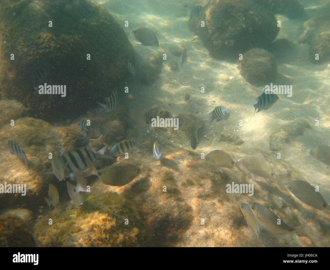 Underwater pictures, Pisces, Ilha Grande, Rio de Janeiro, Brazil Stock ...