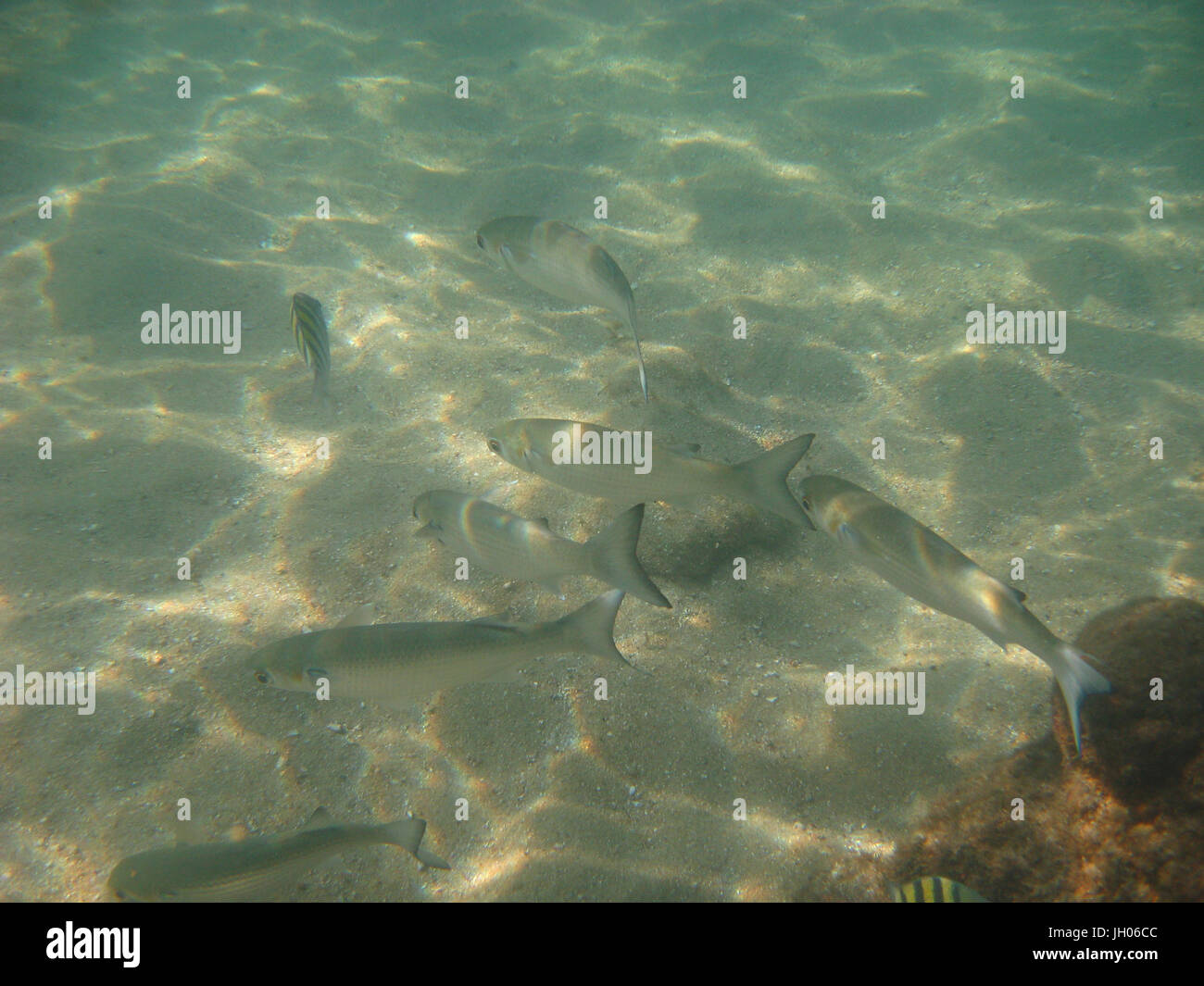 Underwater pictures, Pisces, Ilha Grande, Rio de Janeiro, Brazil Stock ...