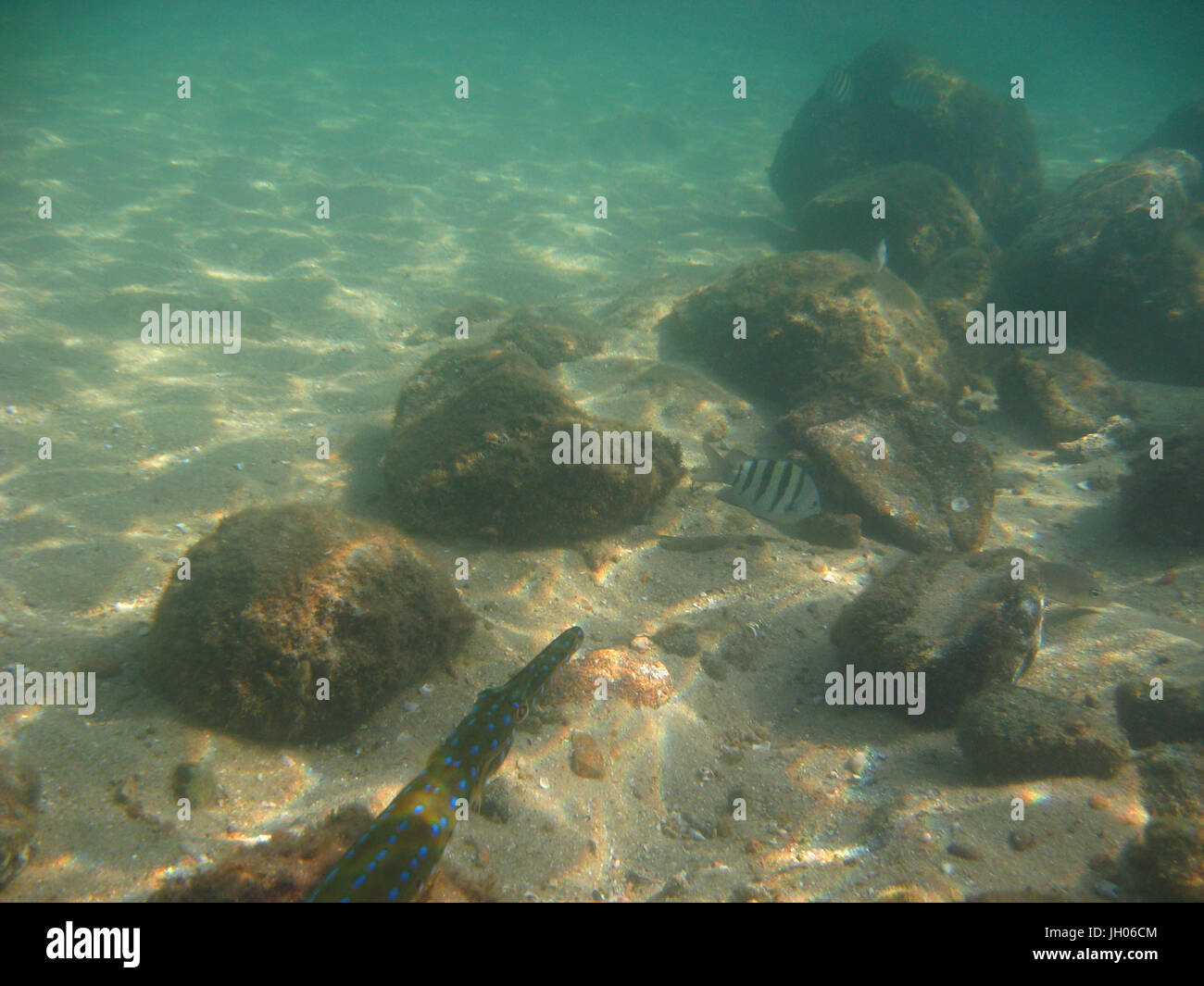 Underwater pictures, Pisces, Ilha Grande, Rio de Janeiro, Brazil Stock ...