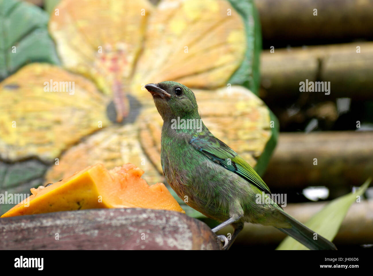 Green headed tanager colors hi-res stock photography and images - Alamy