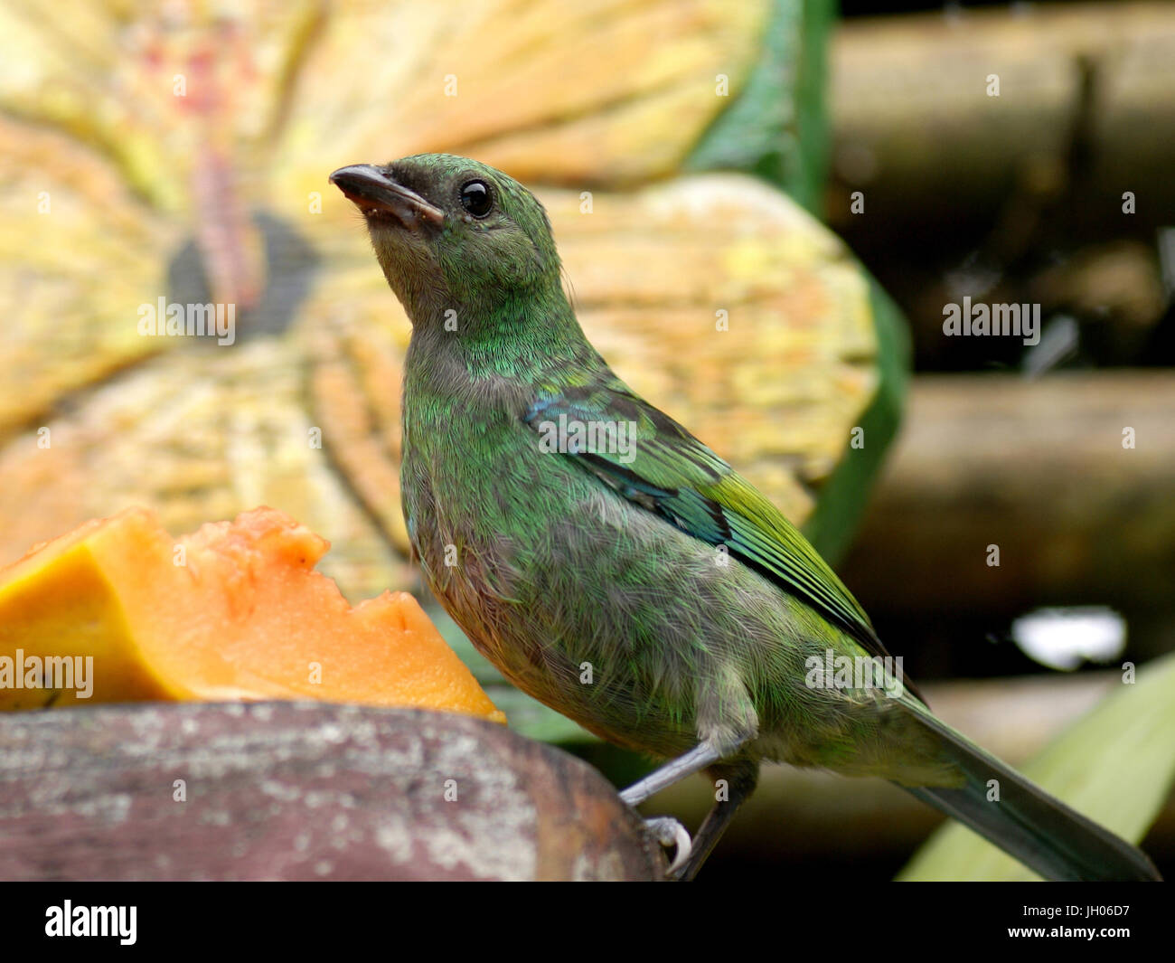 Bird, Seven-colors Male, North Coast, Camburi, São Paulo, Brazil Stock ...