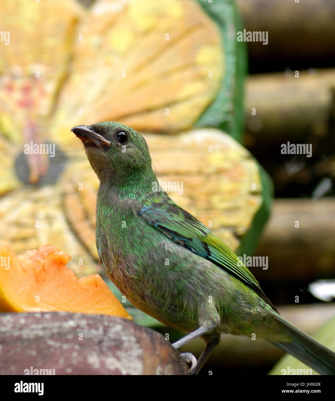 Bird, Seven-colors Male, North Coast, Camburi, São Paulo, Brazil Stock ...