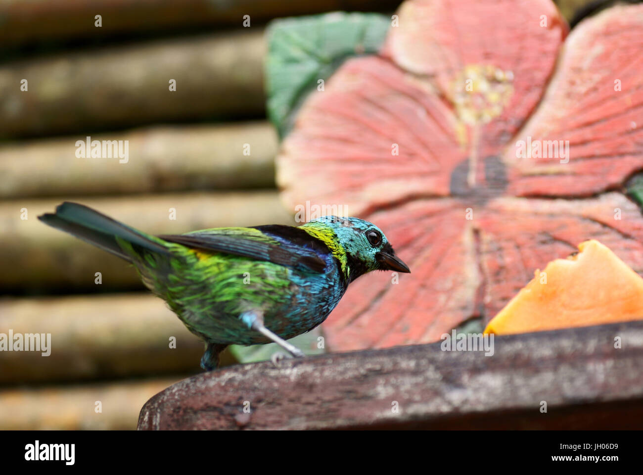 Green headed tanager colors hi-res stock photography and images - Alamy