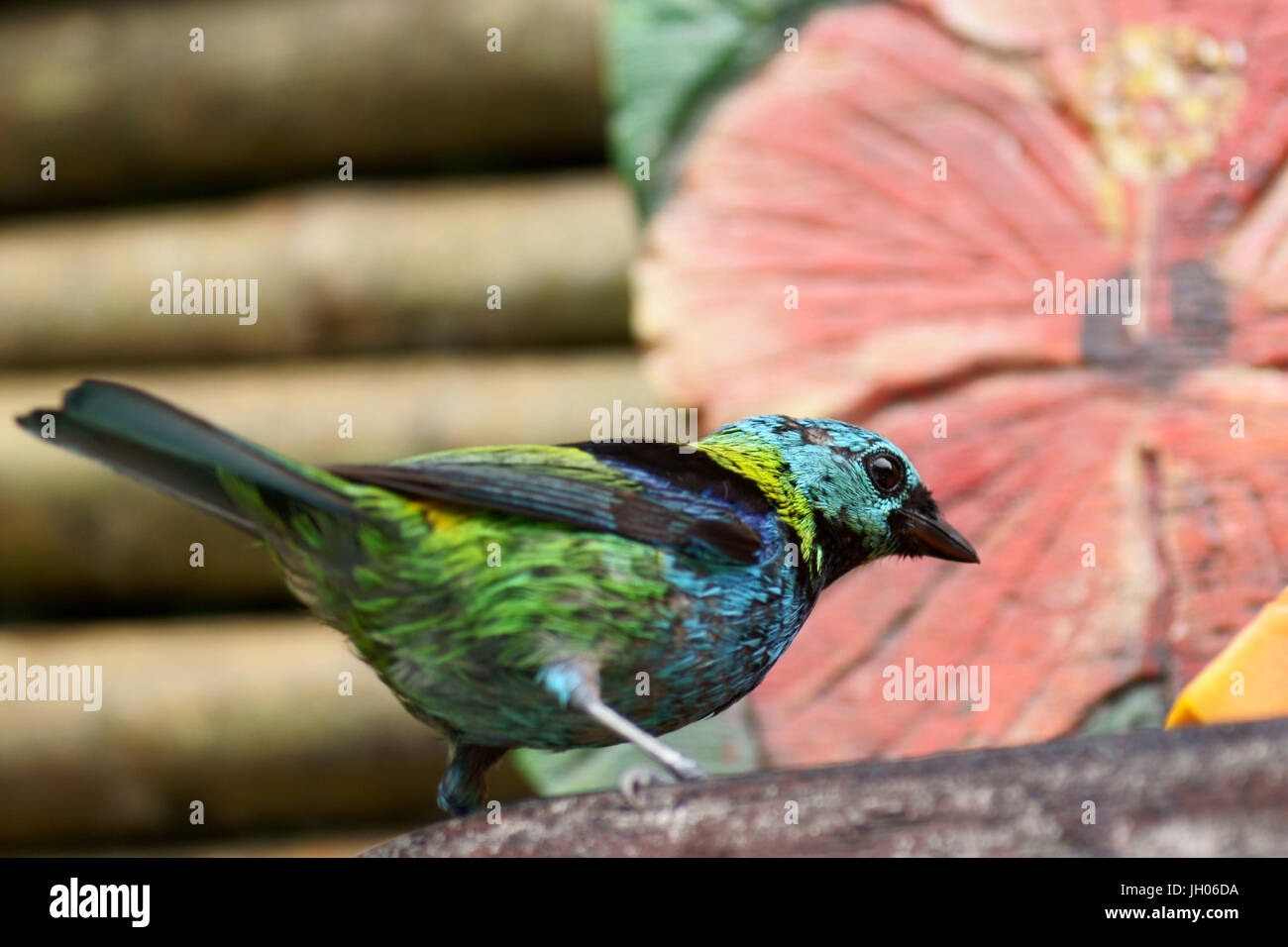 Green headed tanager colors hi-res stock photography and images - Alamy
