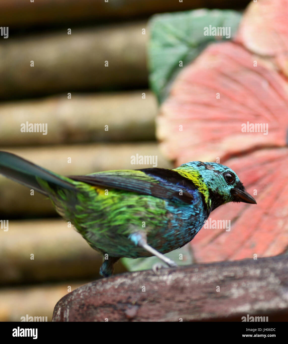 Seven headed bird hi-res stock photography and images - Alamy