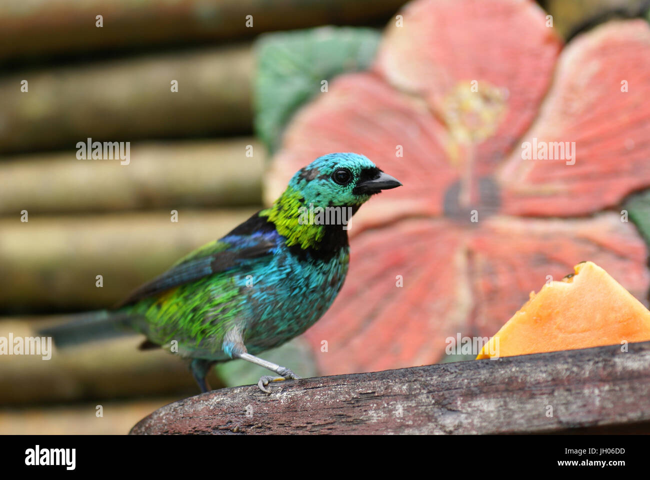 Bird, Seven-colors Male, North Coast, Camburi, São Paulo, Brazil Stock ...