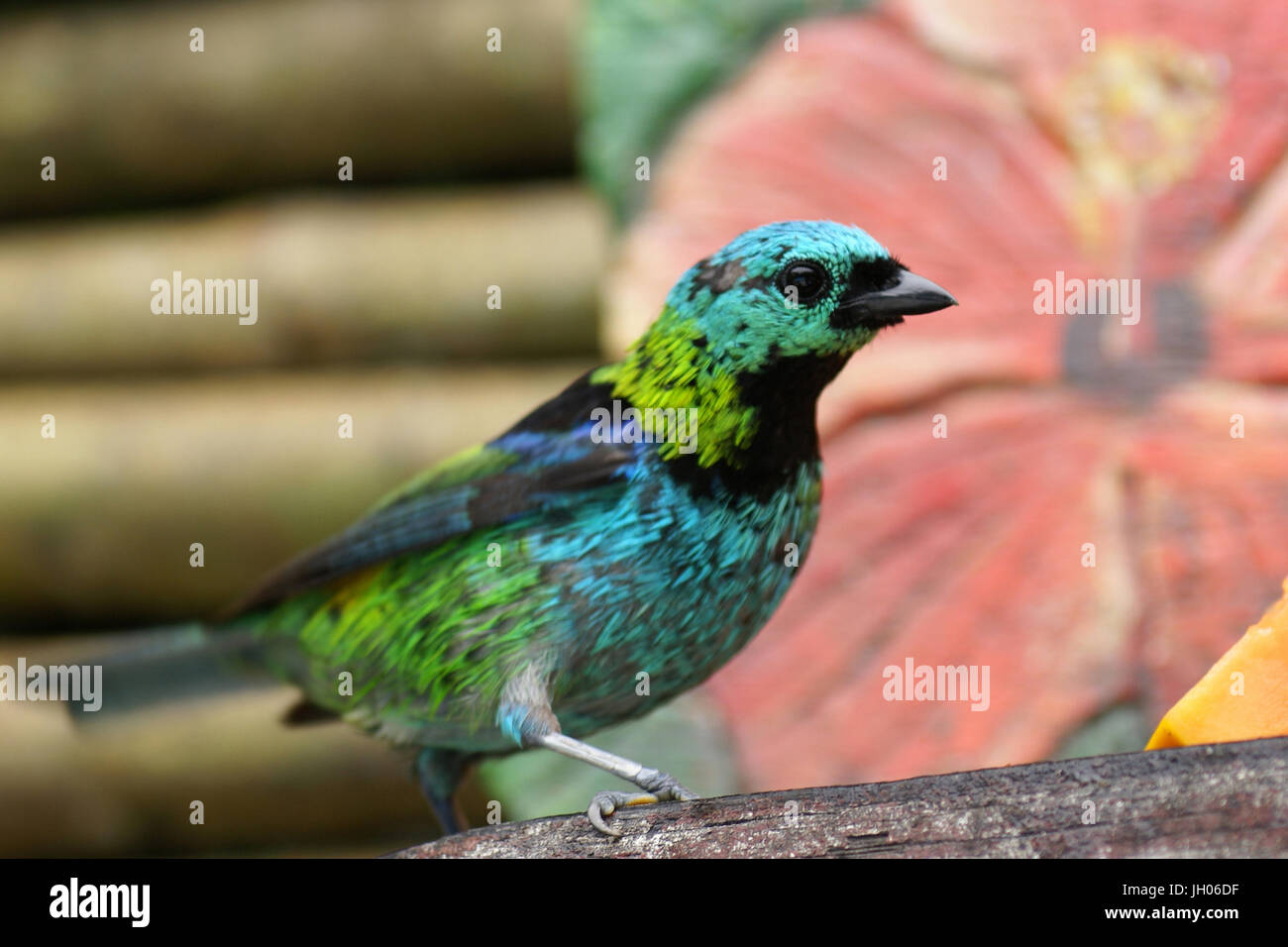 Bird, Seven-colors Male, North Coast, Camburi, São Paulo, Brazil Stock ...