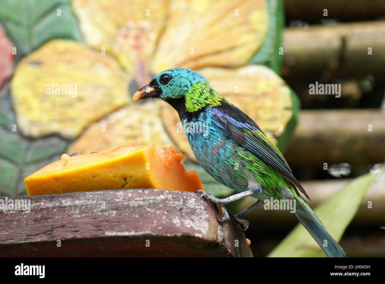 Bird, Seven-colors Male, North Coast, Camburi, São Paulo, Brazil Stock ...