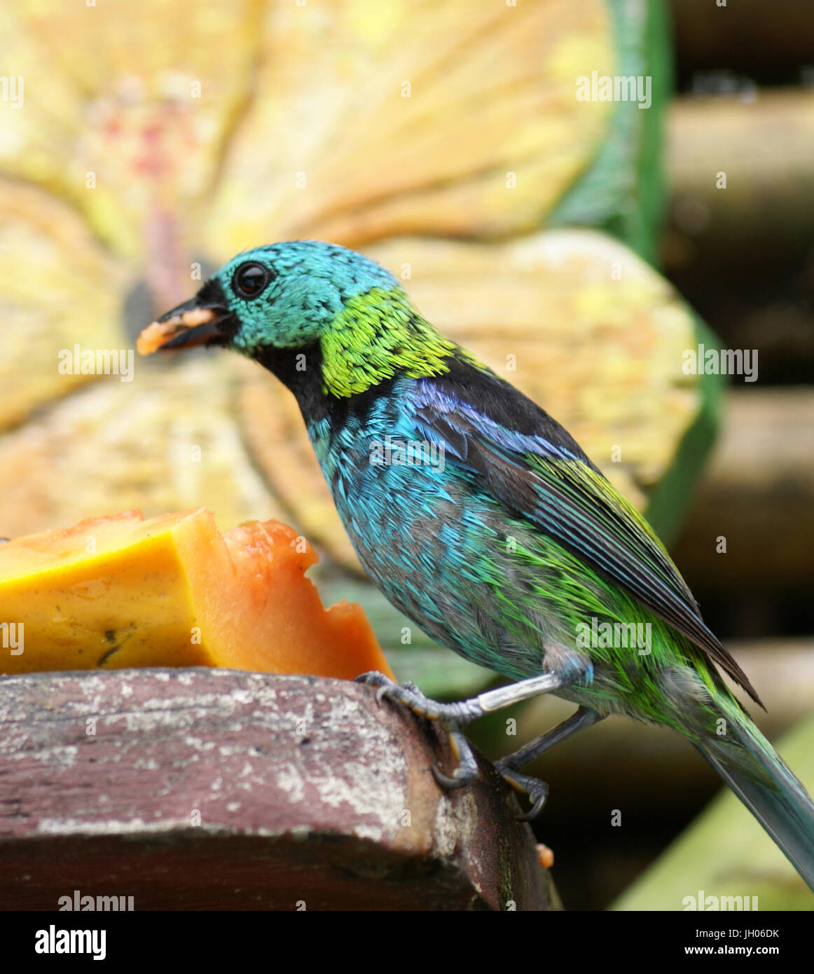 Bird, Seven-colors Male, North Coast, Camburi, São Paulo, Brazil Stock ...