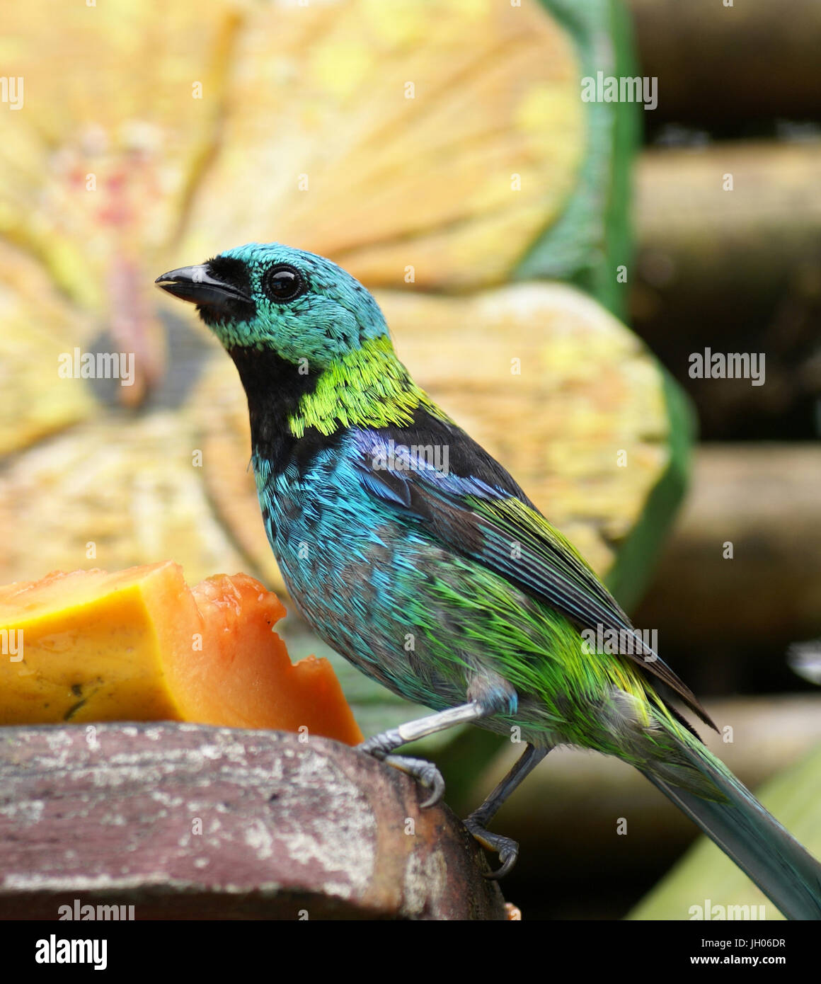 Seven headed bird hi-res stock photography and images - Alamy
