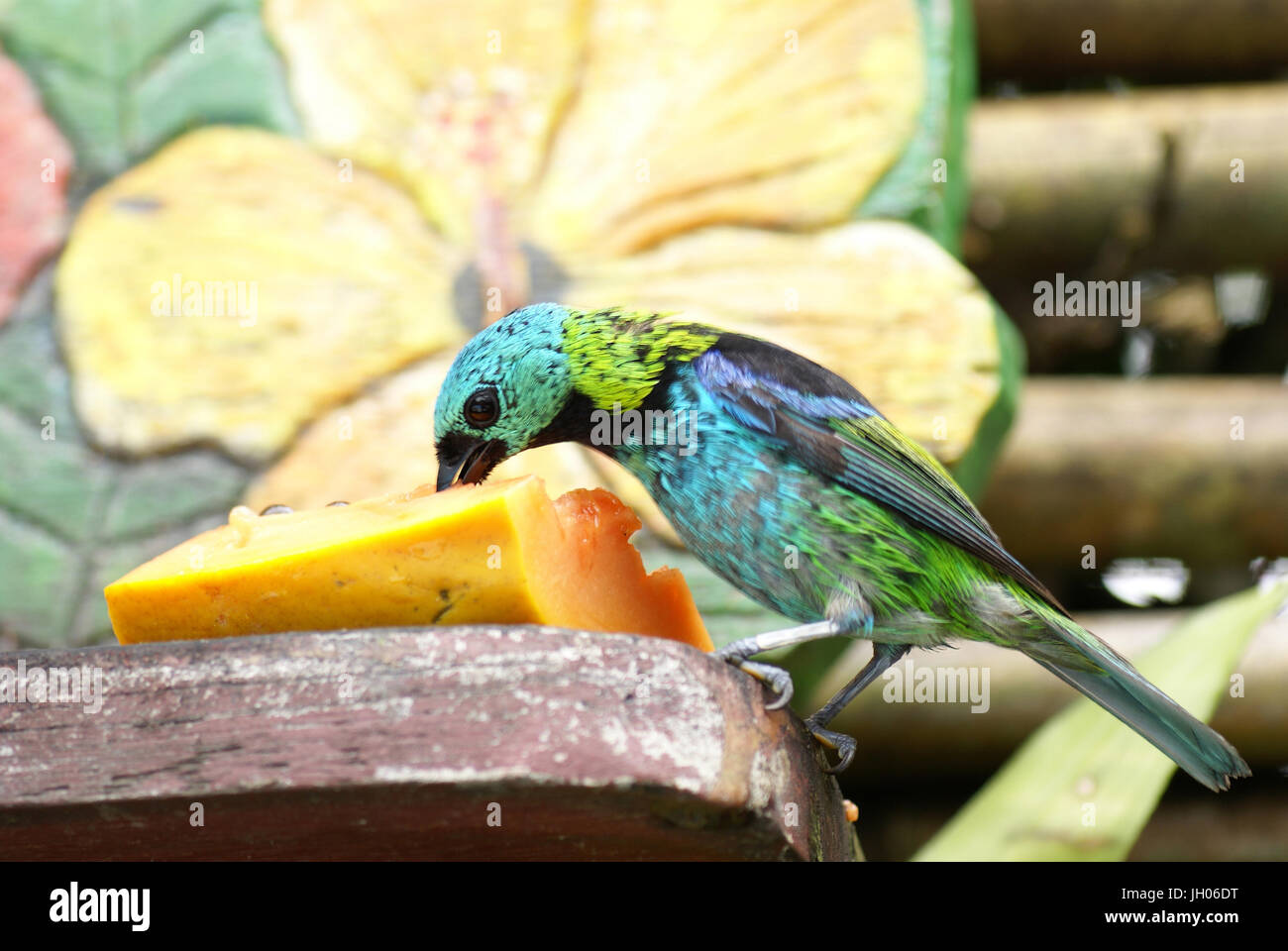 Green headed tanager colors hi-res stock photography and images - Alamy