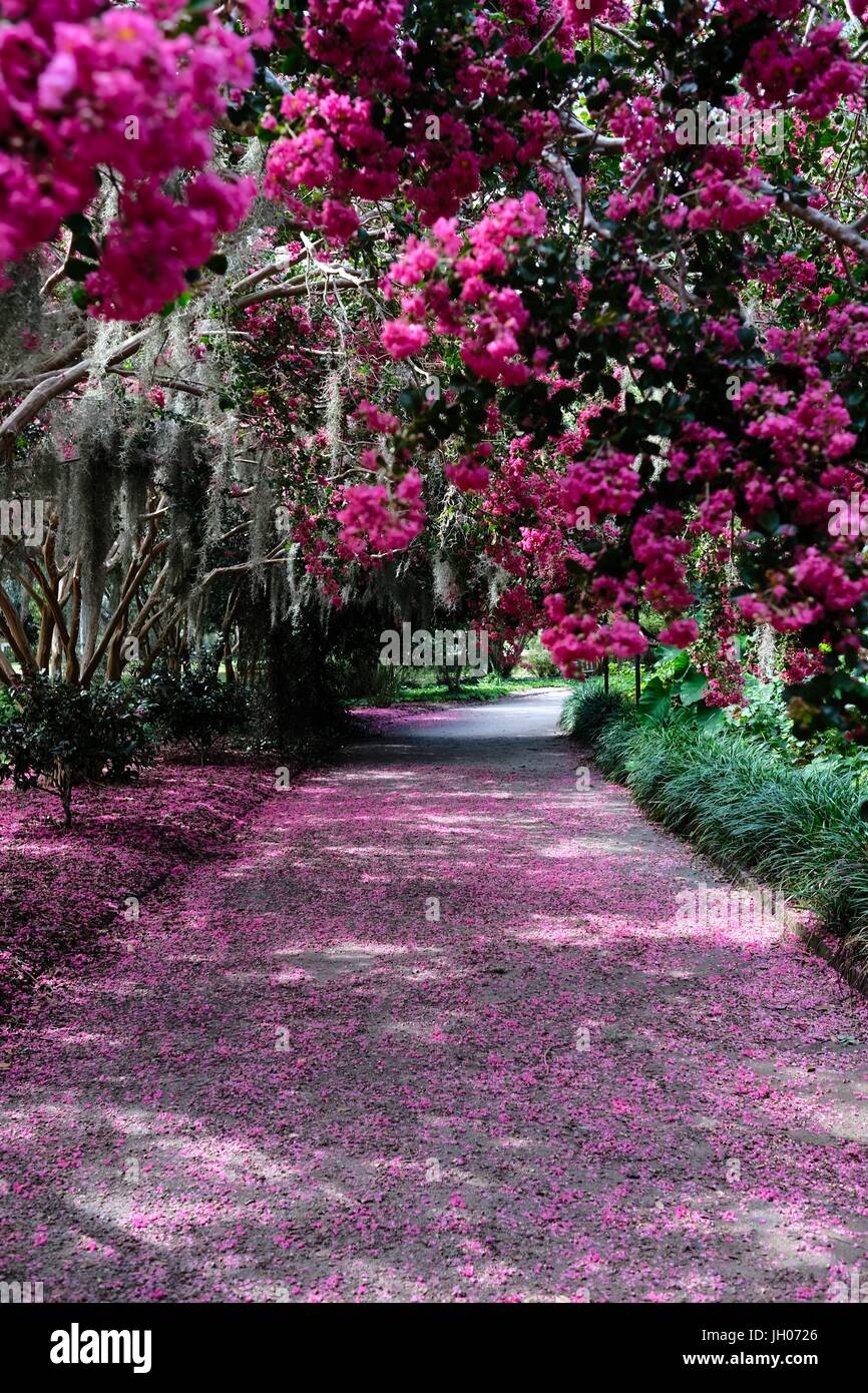 Oleander path hi-res stock photography and images - Alamy