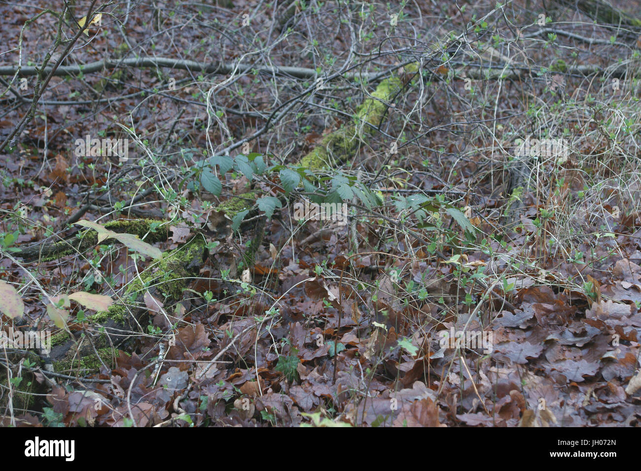 Square root tree hi-res stock photography and images - Alamy