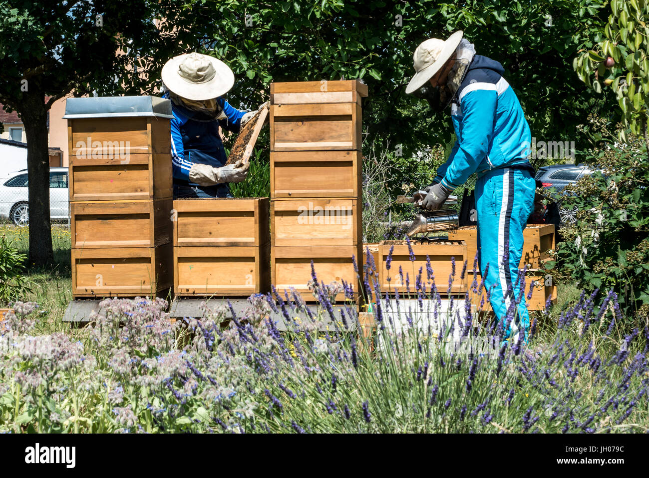 Watching bees hi-res stock photography and images - Alamy